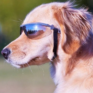 Shop All – Doggles