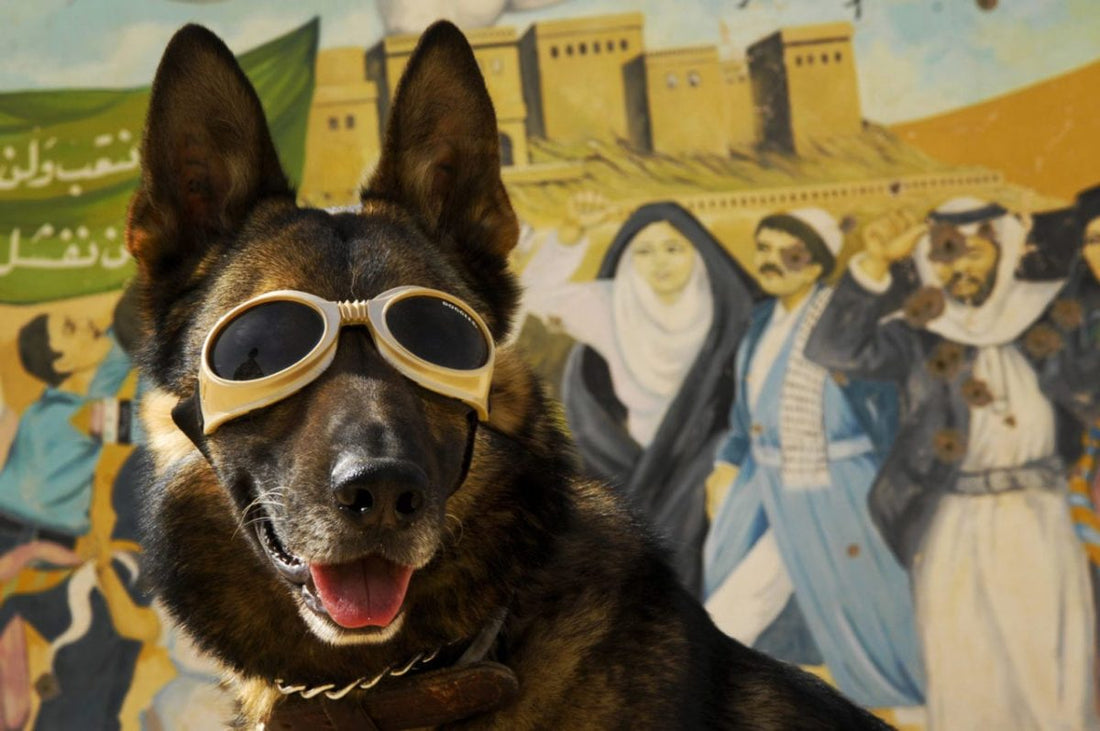 ORIGINALZ™ – Doggles