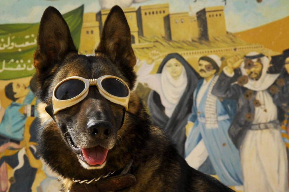 ORIGINALZ™ – Doggles