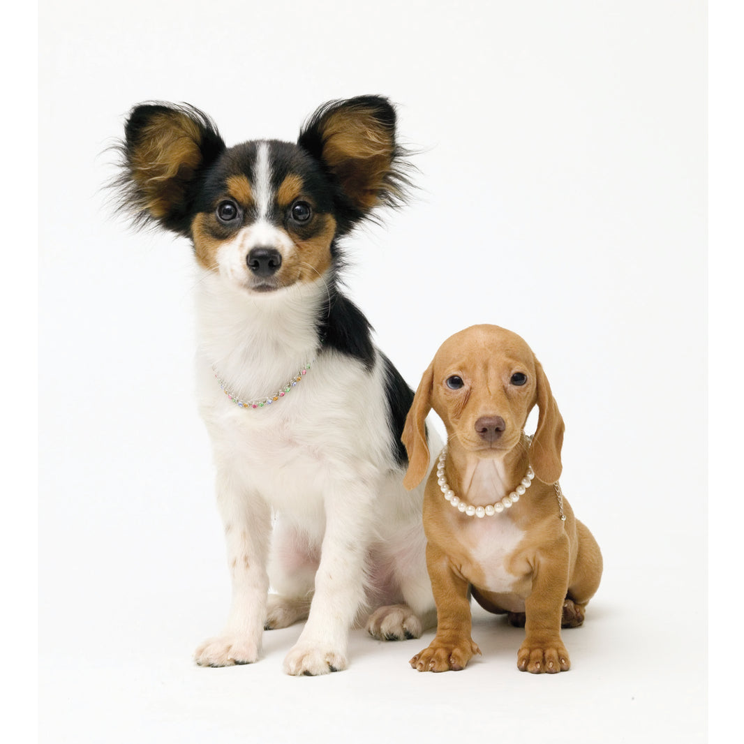 Products – Doggles