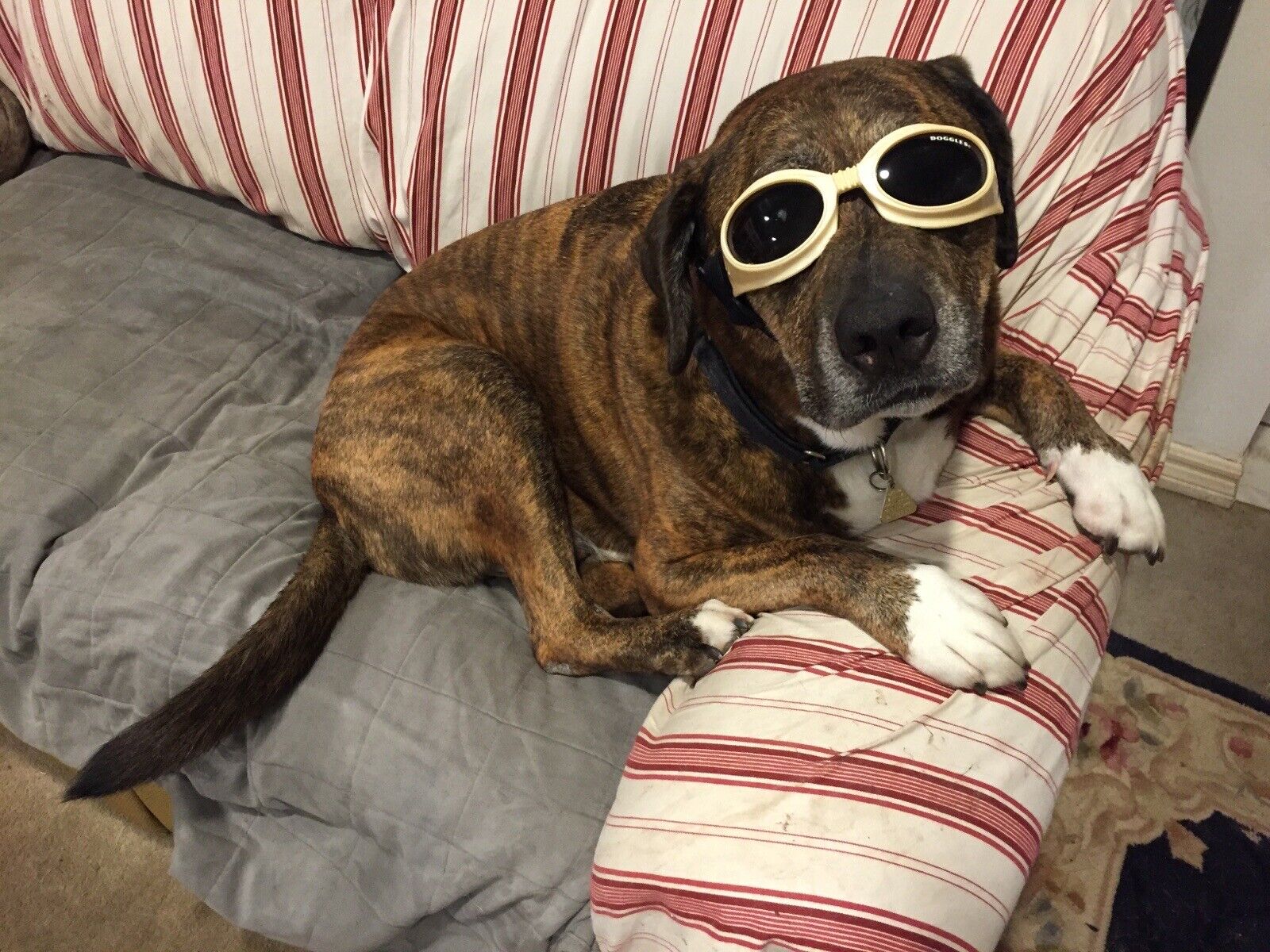 ORIGINALZ™ – Doggles